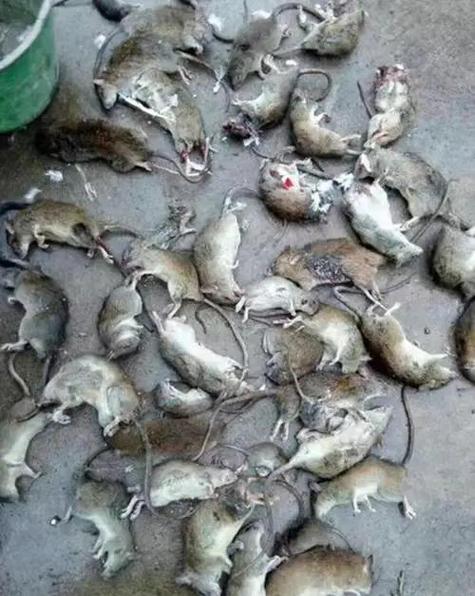 仓鼠缩成一团死了图标