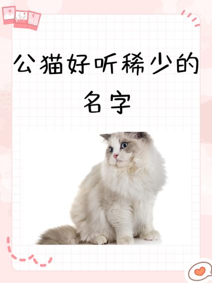好听的猫名字图标