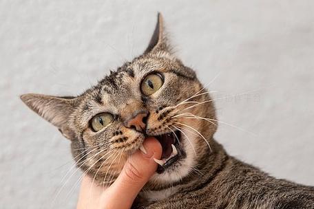 猫咬人截图