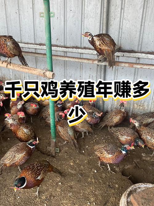 养鸡1000只需投资多少图标
