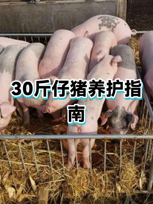 30斤猪苗价格图标