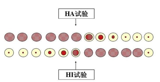 日本电视剧《血凝》