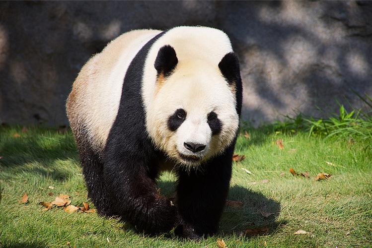 熊猫视频立即下载图标