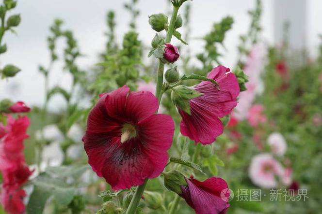 橙光的橙子怎么换成鲜花图标