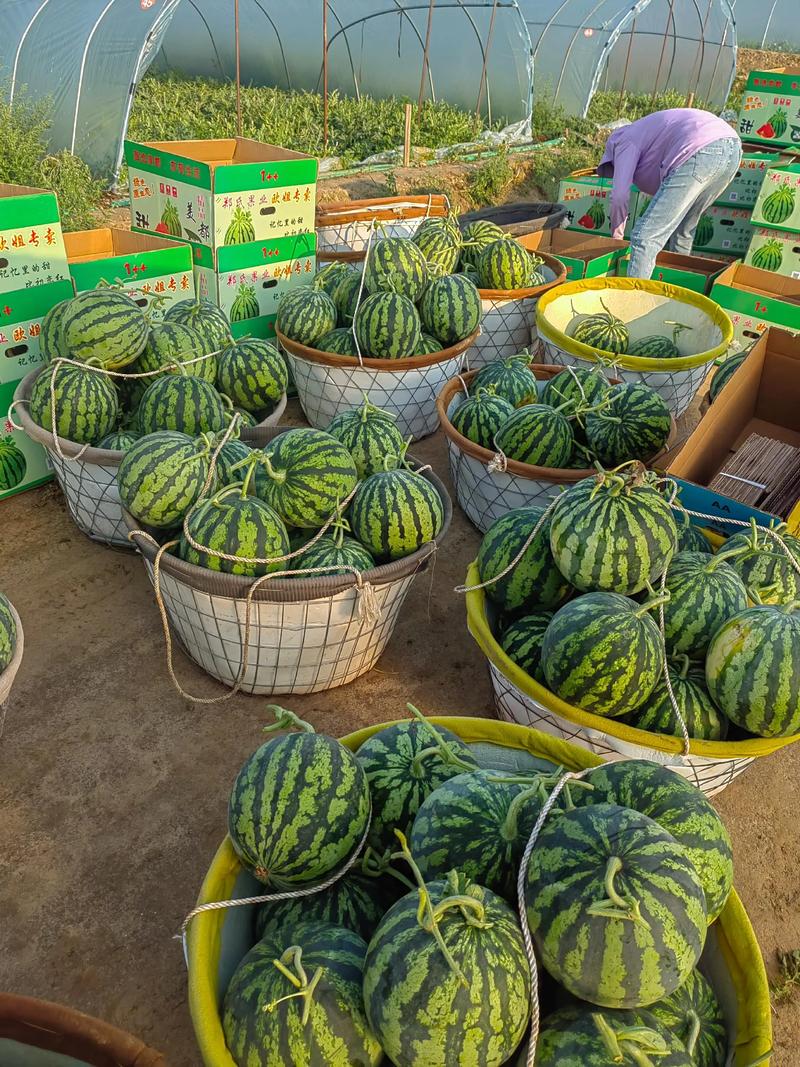 麒麟西瓜产地在哪里图标
