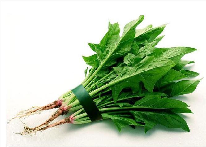 菲律宾种菠菜图标