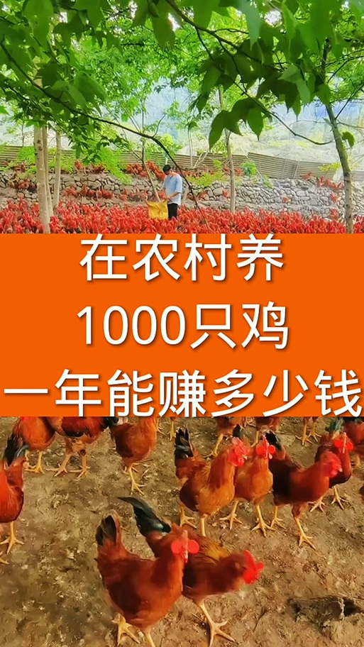 当鸡一年能赚多少钱缩略图