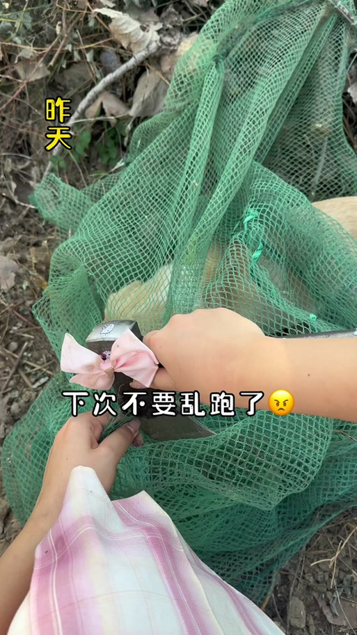 野生小希挑战流浪100天