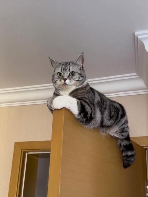 跟猫咪躲猫猫它突然冲过来图标