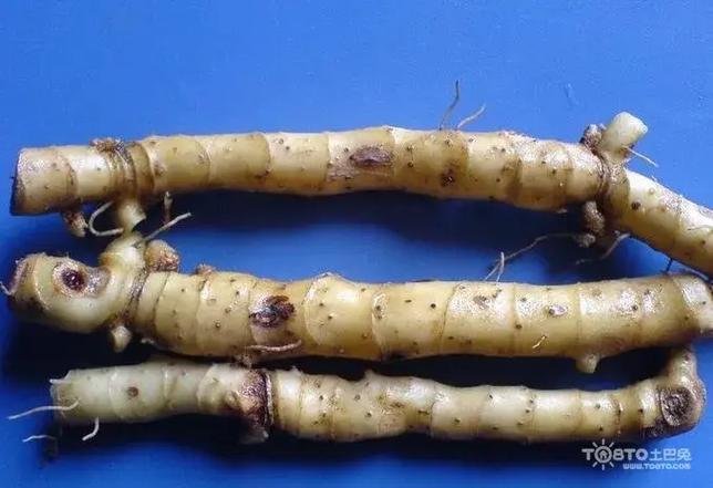 玉竹的药用功效与主治图标
