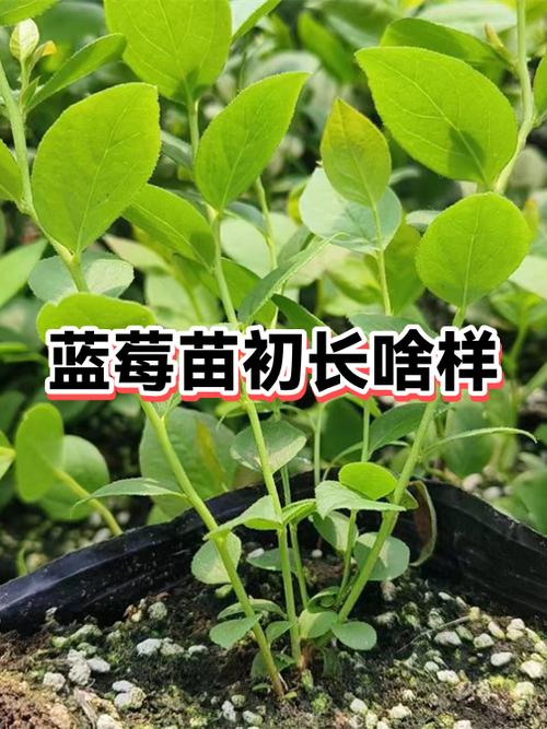 蓝莓苗图片图标