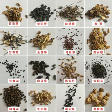 花种子品种大全图标