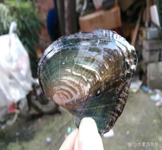珍珠公配原始母