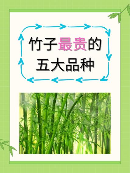 竹子最贵三个品种图标