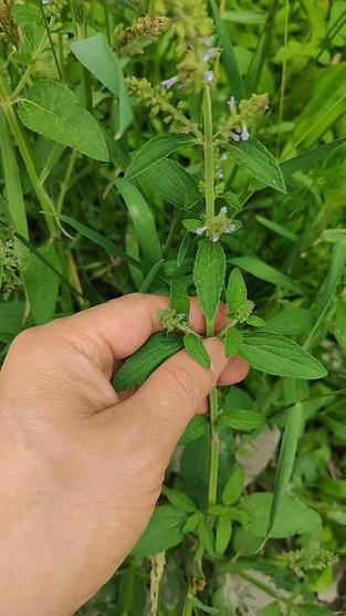 荔枝草的功效与作用图片图标