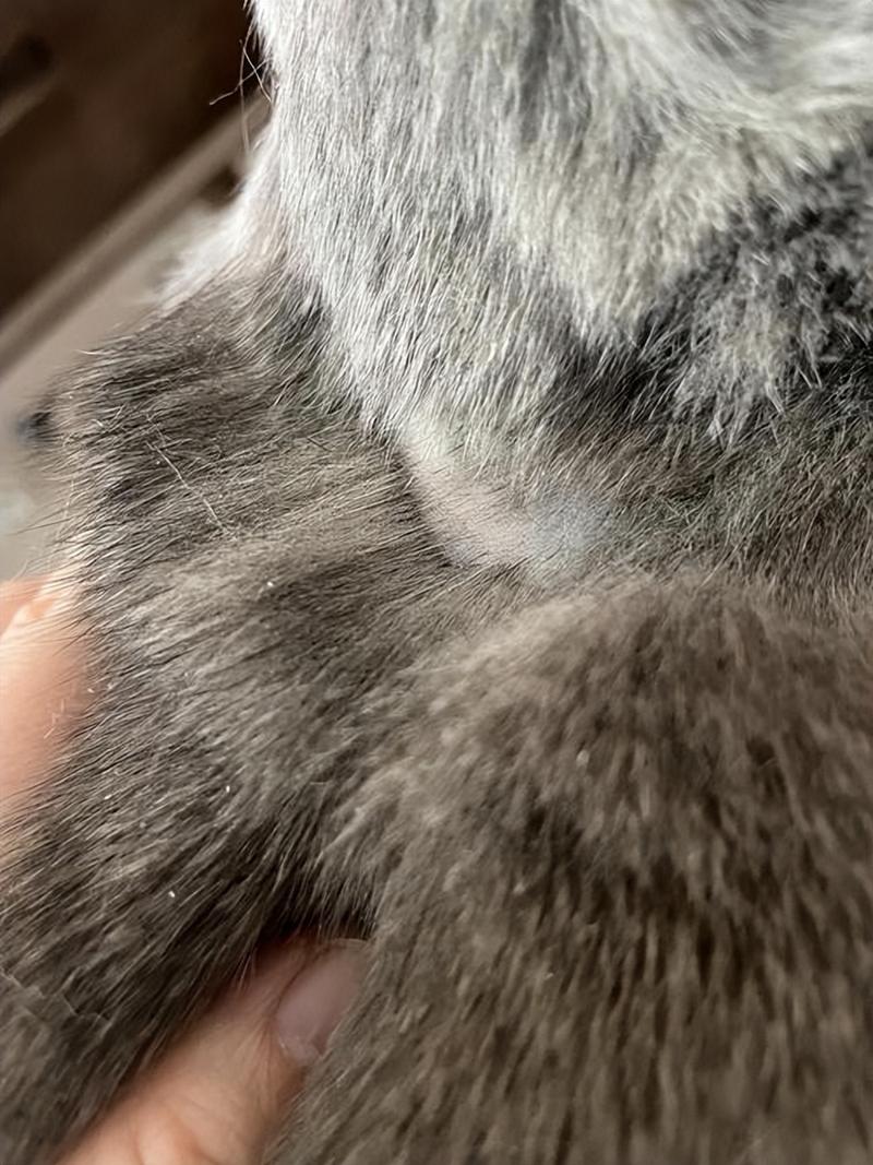 猫咪毛突然变粗糙图标