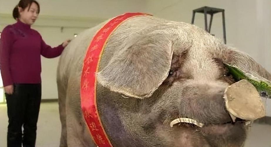 物为猪王打一动物