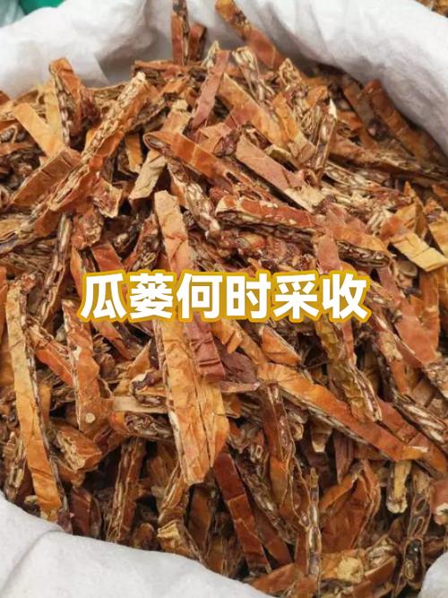 黄连半夏瓜蒌的临床应用图标
