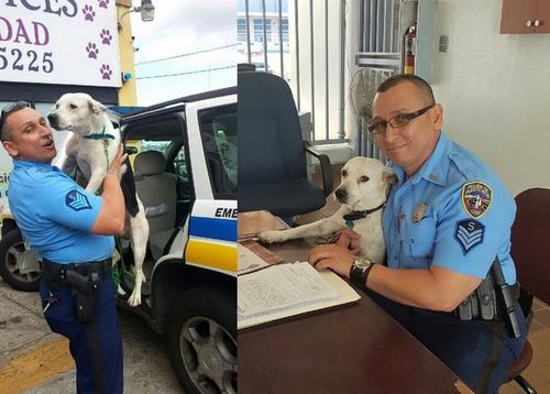 狗奴警犬图标