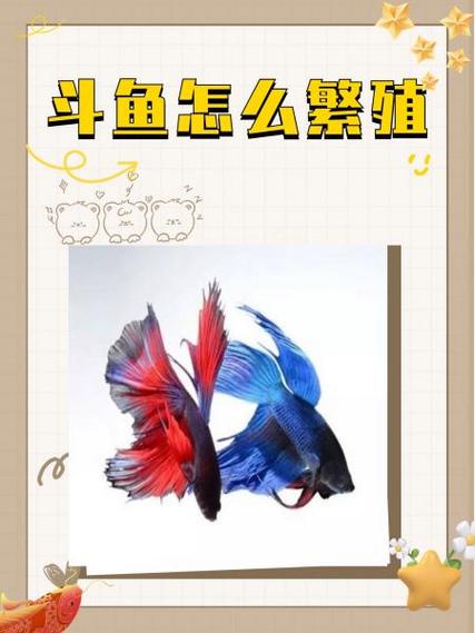 和平斗鱼繁殖图标