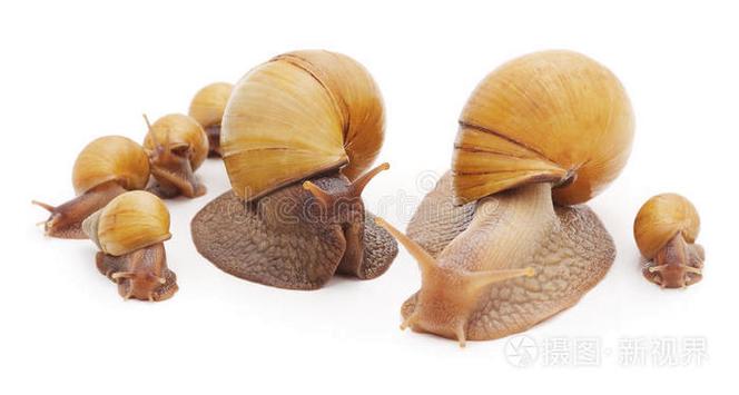 大蜗牛和小蜗牛的区别图标