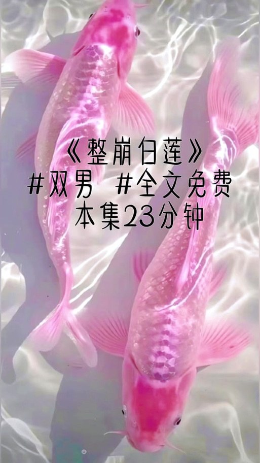 穿成白莲太子妃后全文免费阅读截图