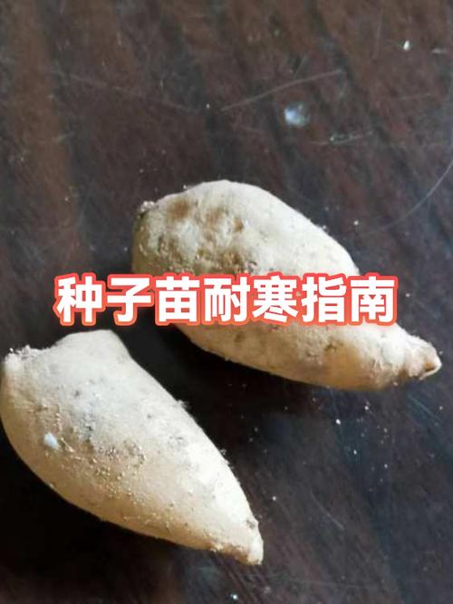 瓜类种子如何育苗截图