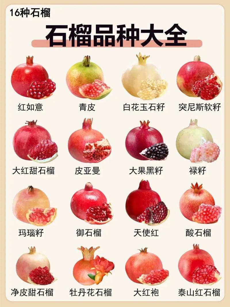 石榴树的品种什么最好图标