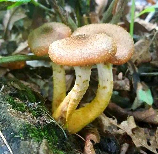 榛蘑是什么蘑菇图标