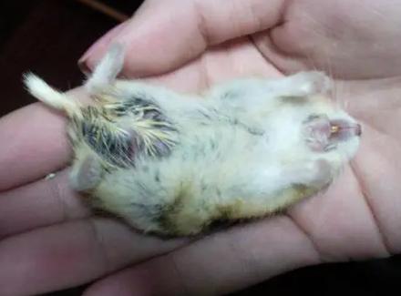 仓鼠临死前的征兆有哪些图标
