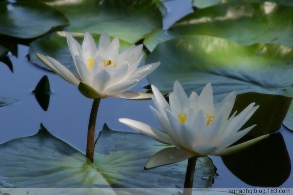 清水芙蓉图标