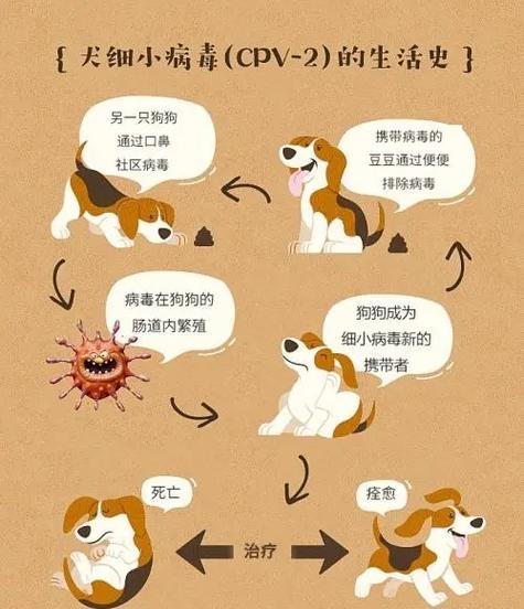 犬细小病毒怎么引起的图标