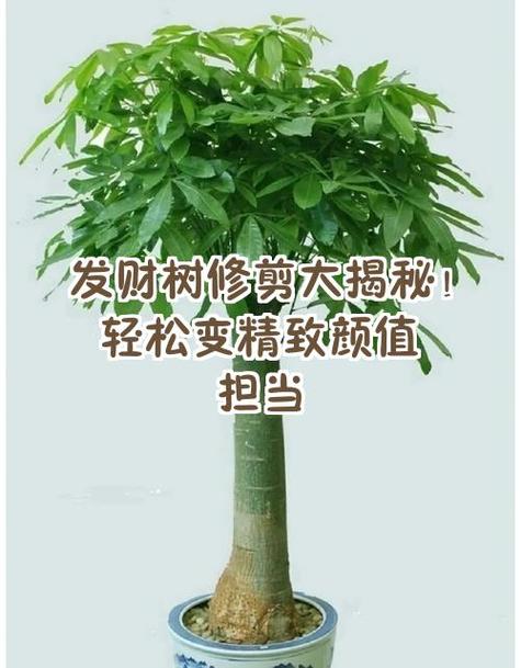发财树太高修剪的正确方法截图
