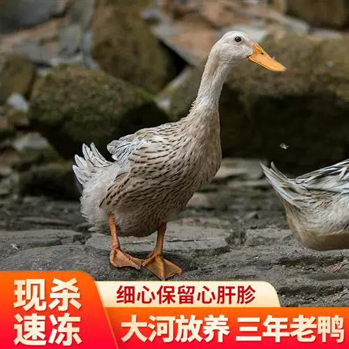 水鸭和老鸭哪个好缩略图