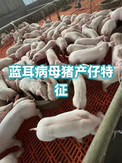 为什么蓝牙耳机关上盒子还连着图标
