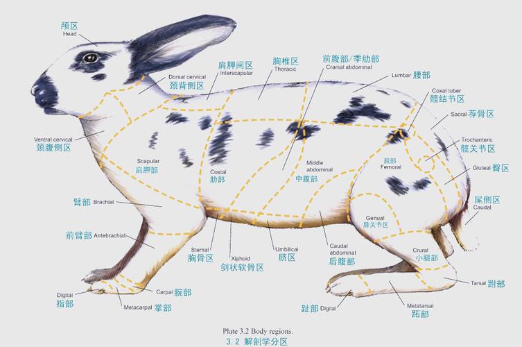 兔区是哪图标