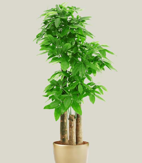 发财树什么样的造型最好看图标