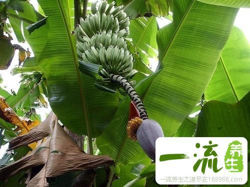 孕妇可以吃芭蕉吗图标