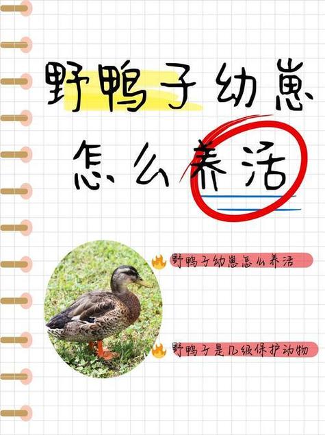如何养小鸭子图标