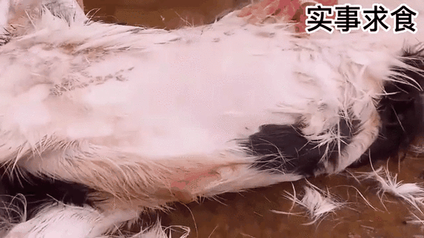 杀羊怎样去羊毛最快截图