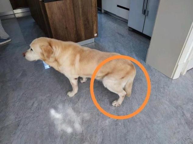 狗狗中毒后腿无力站不起来图标