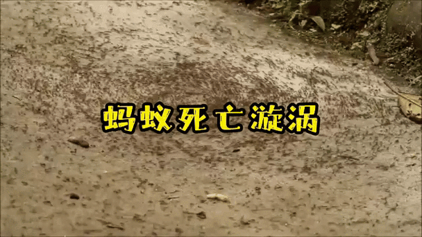 死亡漩涡图标