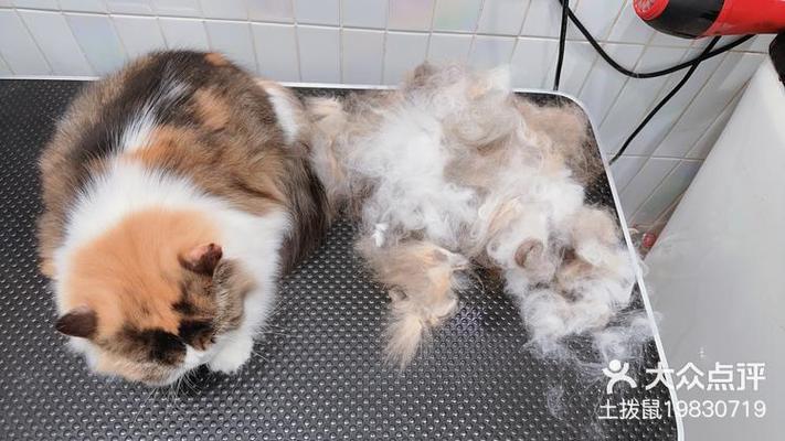 猫咪有必要去底绒吗图标