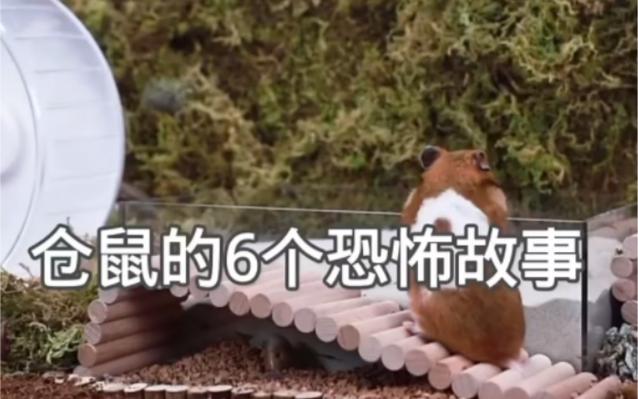 仓鼠故事截图