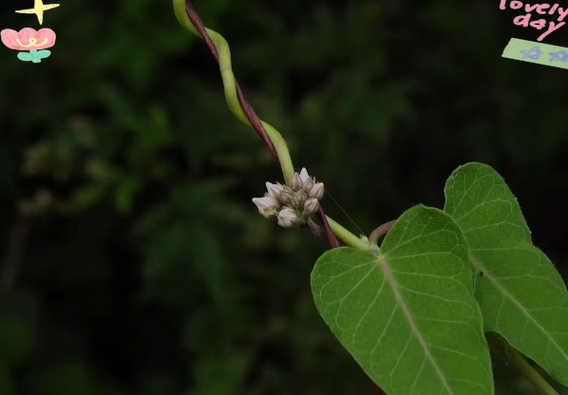 合瓣花和离瓣花的区别图标