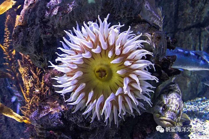 海菊花是什么东西图标