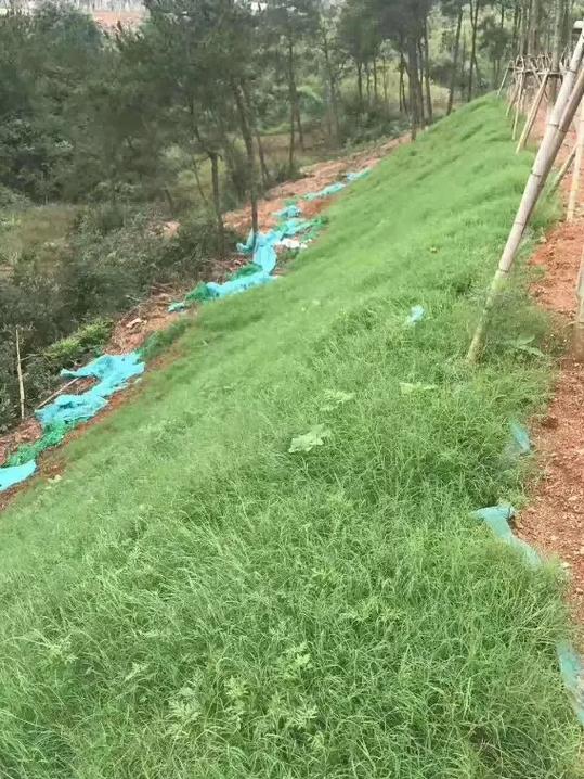 护坡草图标