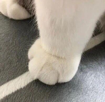 猫爪图片头像图标