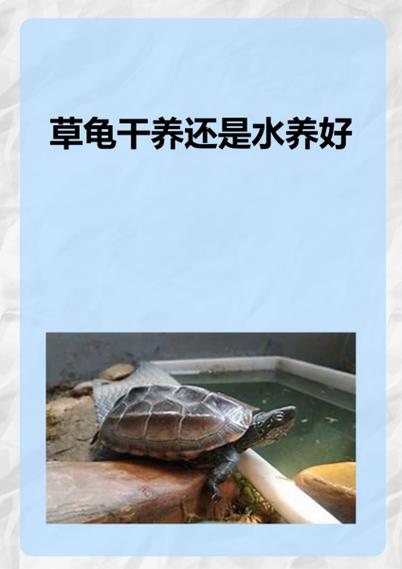 乌龟家庭养几只忌讳图标