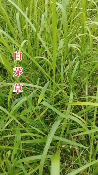 草根图标